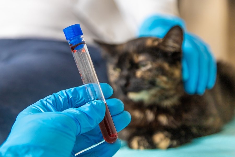 Common Myths About Pet Blood Tests and What They Really Mean